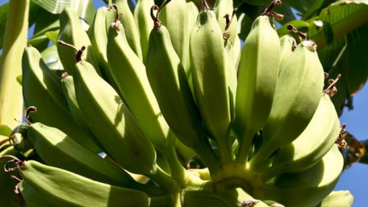 Waarom zijn de bananen krom? | DUB